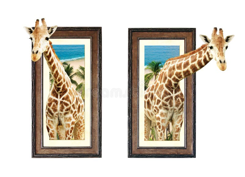Giraffe Frames Stock Photos - Free & Royalty-Free Stock Photos from ...