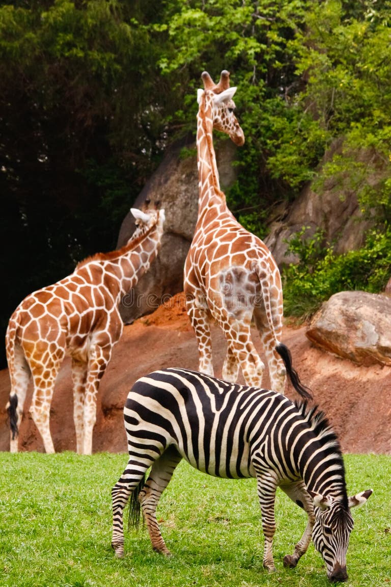 837 Zebra Nose Stock Photos - Free & Royalty-Free Stock Photos from ...