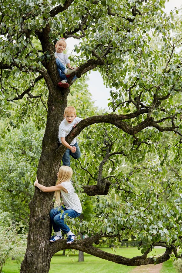 Two Girls and Boy Play, Climbing on Tree in Stock Photo - Image of ...