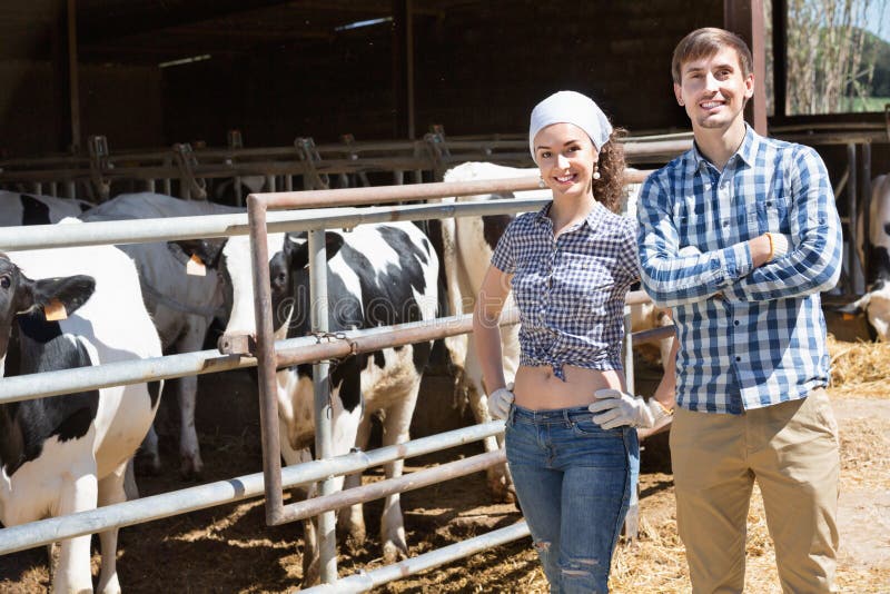 Two Persons Clapping Cows in Hangar and Smiling Stock Image - Image of ...