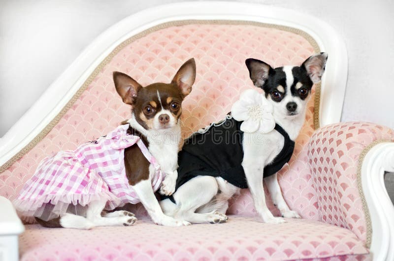 Two Glamour Little Dogs on Sofa Stock Image - Image of domestic, black ...