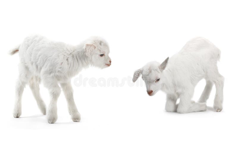 Two goat stock image. Image of mammal, year, card, looking - 79043491