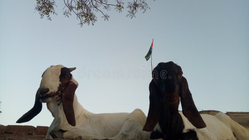 Two he goat. stock image. Image of roof, goats, goat - 144021737