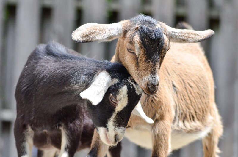Two goat2 stock photo. Image of peer, eyes, embrace, nudge - 35881454
