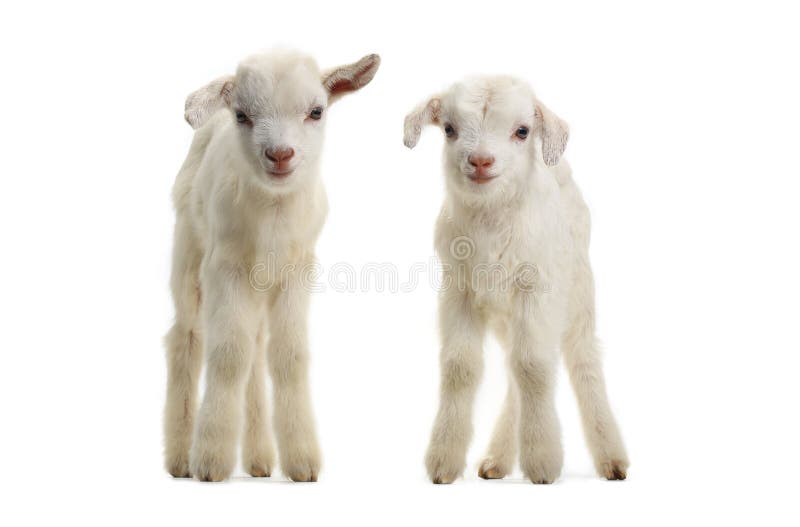 Two goat stock photo. Image of card, farm, isolated, animal - 69790212