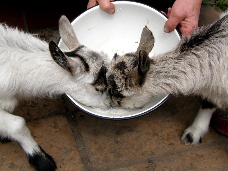 Two goat kids stock photo. Image of drink, agriculture - 3222376