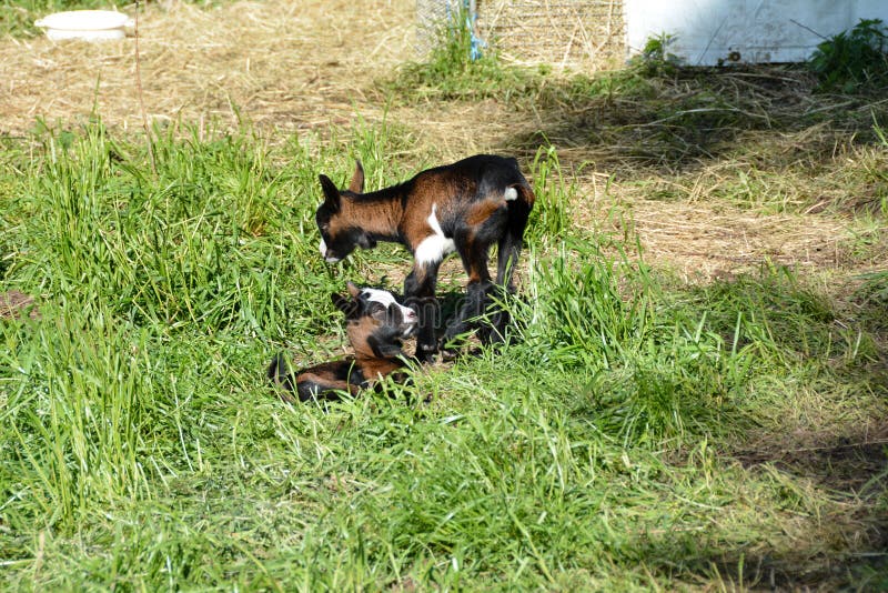 Two Goat Lamb in the Meadow Stock Image - Image of grumbles, eventoed ...