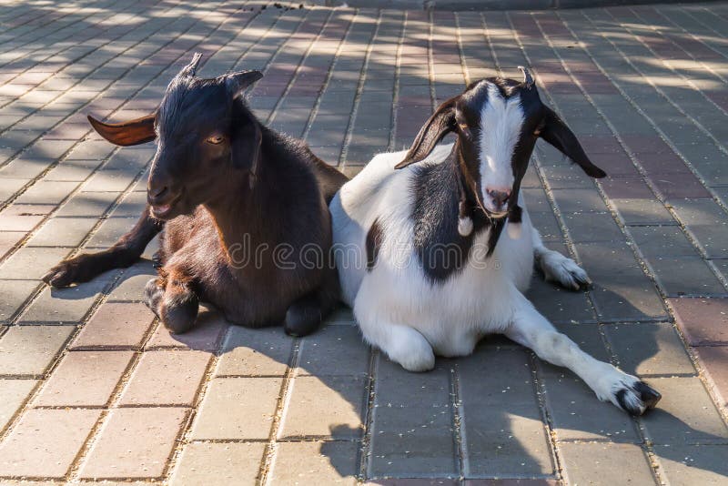Two goat stock photo. Image of stones, rural, humor, friends - 35724142