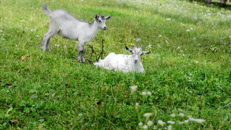 Two Mammals Goat Sitting in Field Around Trees Stock Video - Video of ...