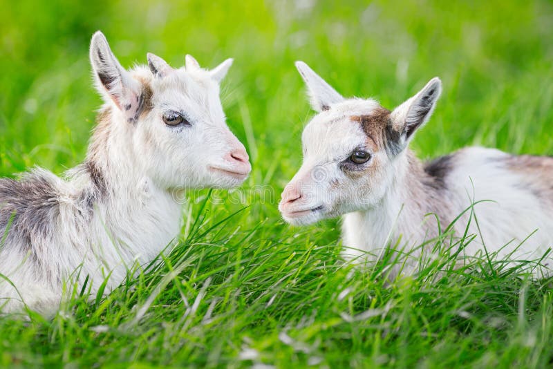Two goatlings at a farm stock image. Image of countryside - 54275963