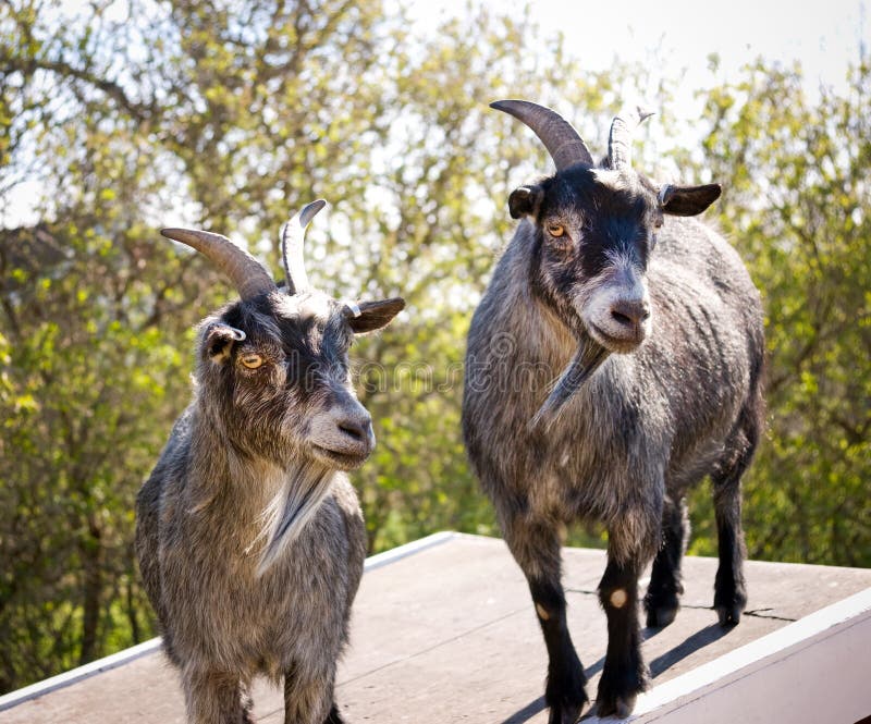 Two goats stock photo. Image of natural, country, outdoor - 10687600