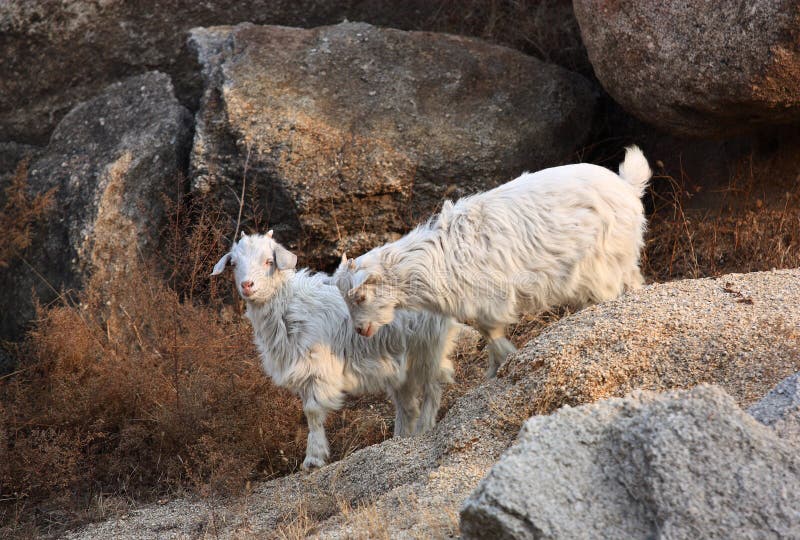 Two goats stock image. Image of goatee, grass, goat, rural - 13261983