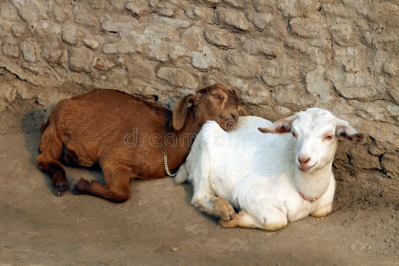 Two goats stock image. Image of india, farm, baby, cute - 15136609