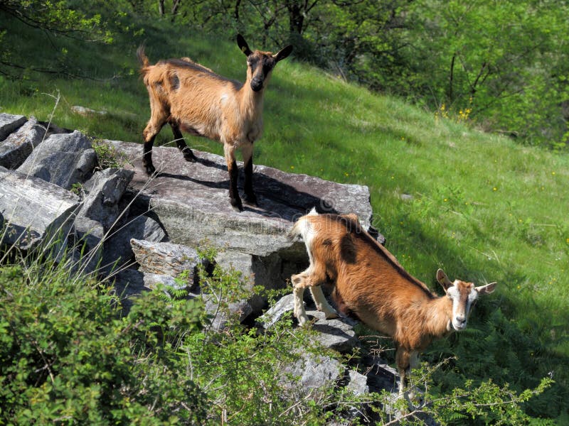 Two goats stock image. Image of nature, roam, outdoor - 15712177