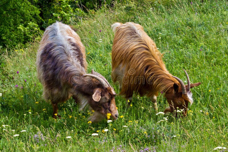 Two goats stock image. Image of horns, herd, herding - 19931949