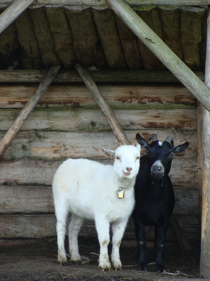 Two goats stock image. Image of summer, wood, white, animals - 20781397