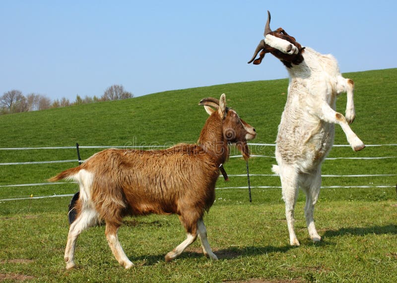 Two goats stock image. Image of holland, goats, exteriors - 22070179