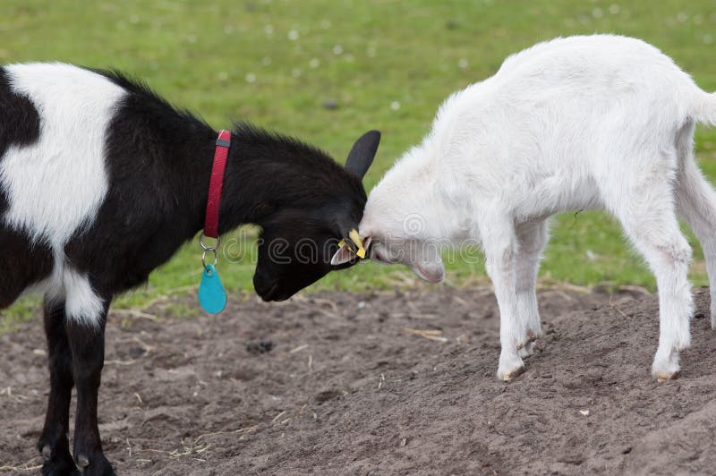 Two goats stock image. Image of green, labeled, mottled - 25379761