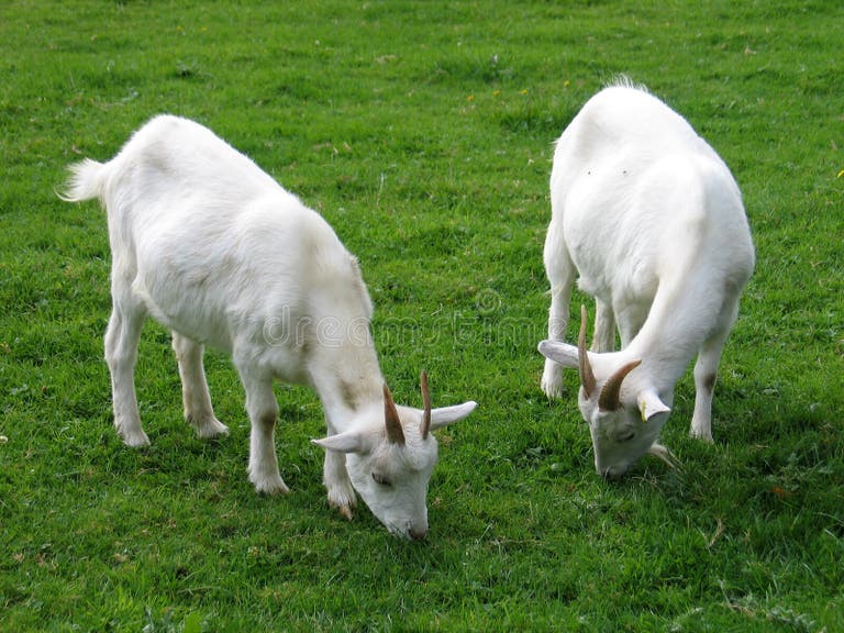 Two goats stock image. Image of horns, farmyard, green - 290471