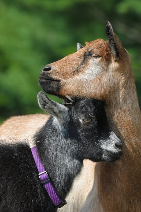 Two Goats stock photo. Image of goats, friends, black - 8608674