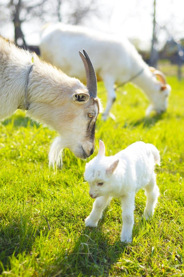 Young Baby Goat with Red Bow-knot Stock Image - Image of country, rural ...