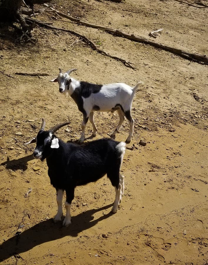 Goats on the Beach in Madagascar Stock Image - Image of boot, beach ...