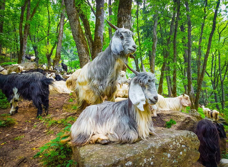 Two Goats stock photo. Image of beauty, beautiful, nature - 121540166
