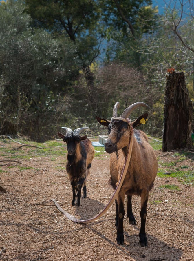 Two goats stock image. Image of goats, shegoat, livestock - 51455413