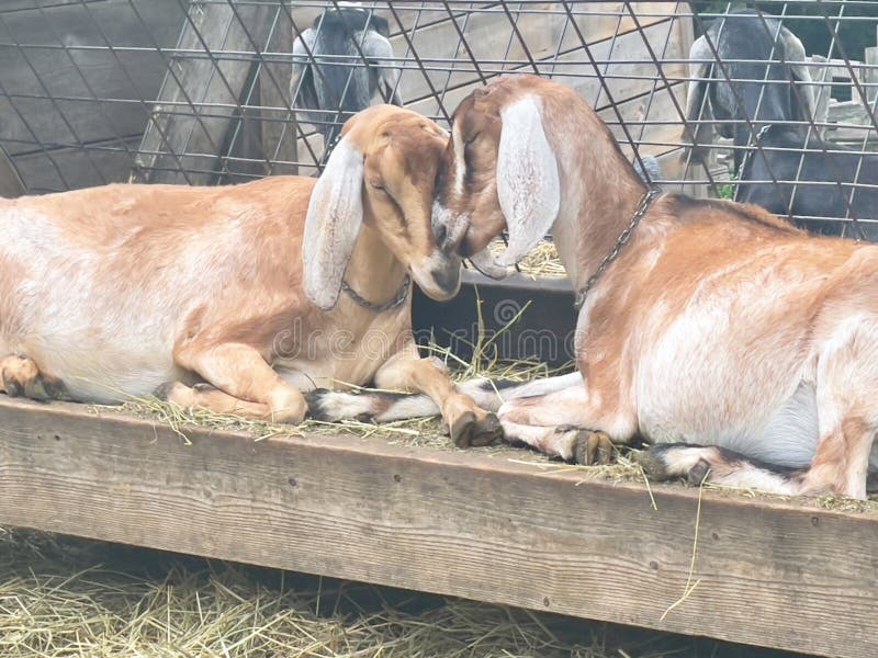Two Goats Close Attachment at the Farm. Toronto Stock Photo - Image of ...