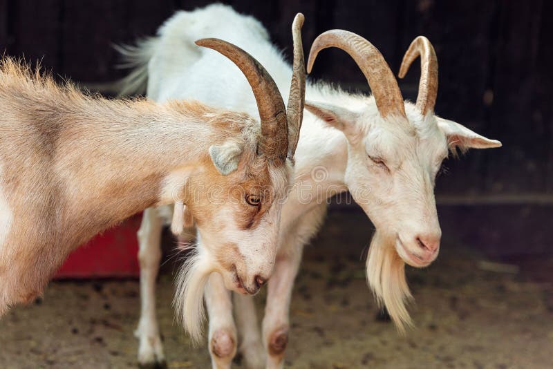 Two Goats. Close Up Animal Portrait Stock Image - Image of smile ...