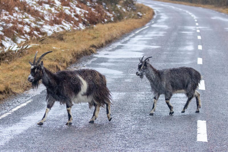 Two Goats Cross a Road while Standing Next To Each Other Stock Image ...
