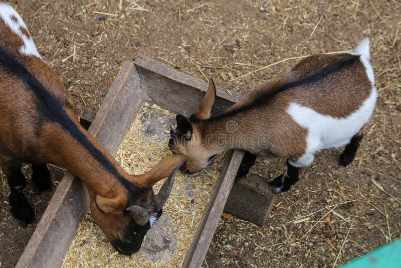 Goats Eating Argan Fruits, Essaouira Morocco Stock Photo - Image of ...