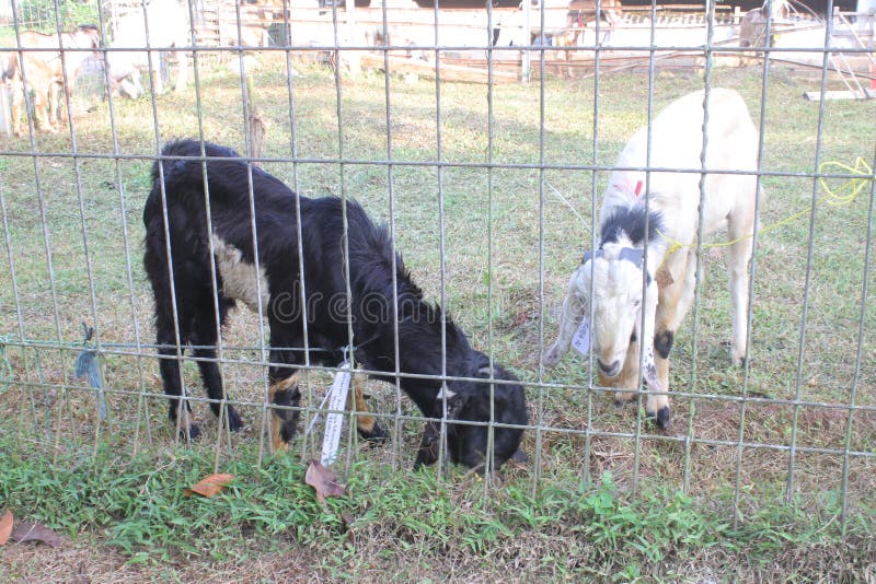 Two goats eating grass stock photo. Image of pasture - 254655152