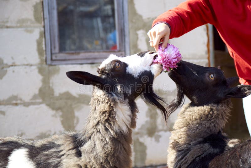 Two Goats Eating from the Hands of a Beautiful Delicious Flower Stock ...