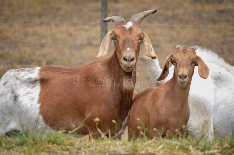 Two Goats in an Empty Field Meadow Stock Photo - Image of wildlife ...