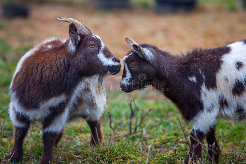 Two Goats Facing Each Other on a Rural Farm Stock Image - Image of ...
