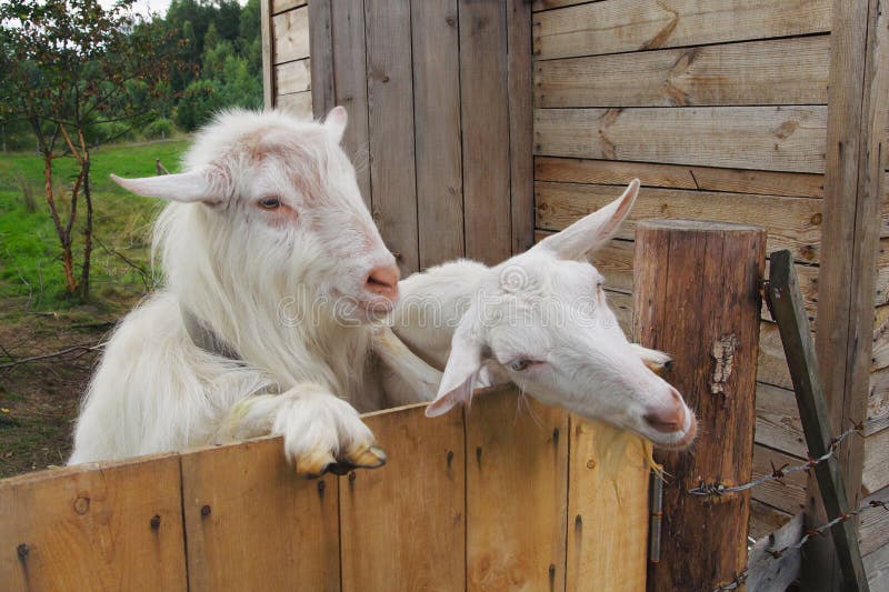 Two goats in farm stock photo. Image of barn, male, cattle - 10547292