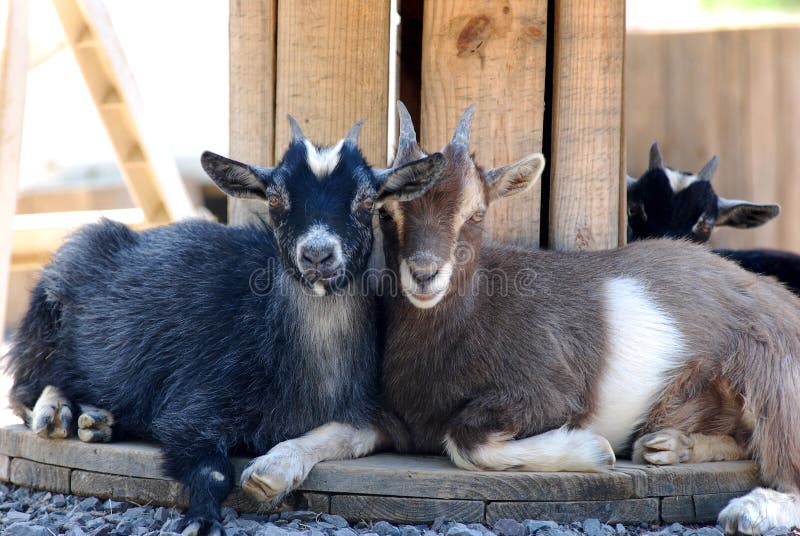 Two goats on farm stock photo. Image of together, america - 14754144
