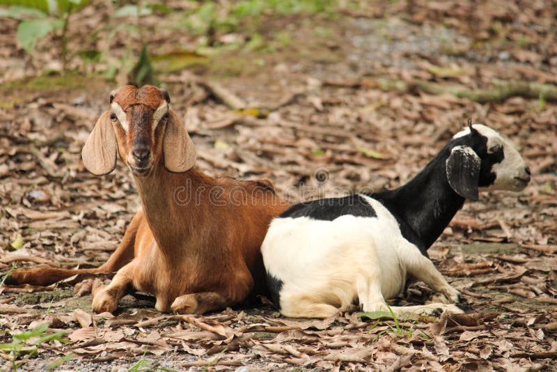 Two goats on farm stock image. Image of animals, funny - 255259813
