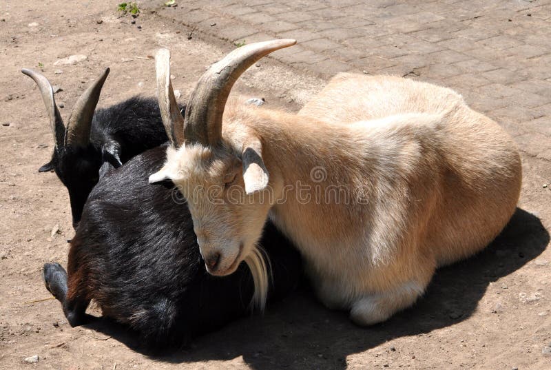 Two goats on a farm stock photo. Image of corners, feet - 42474628