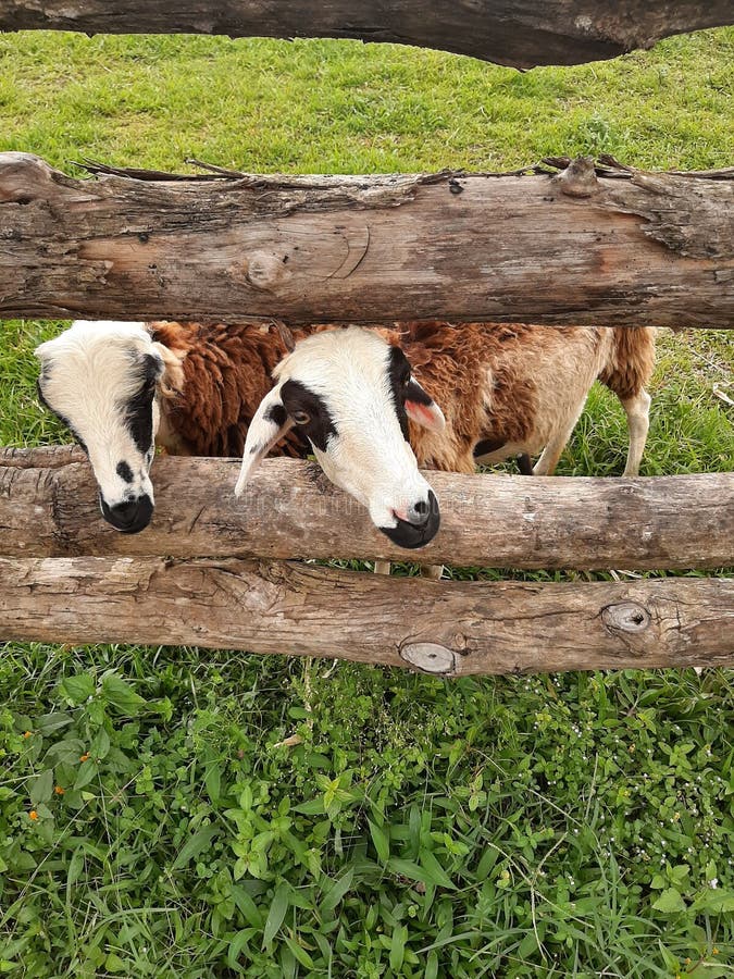 Two goats at field stock image. Image of field, tree - 268854005