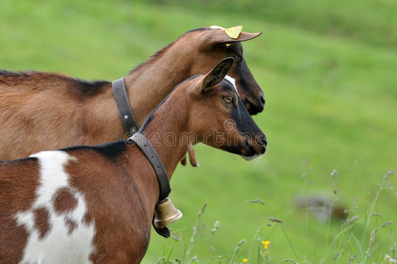 Two goats in a field stock photo. Image of bell, goats - 140305808