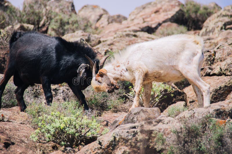 Two goats fighting stock photo. Image of green, hill - 118899122