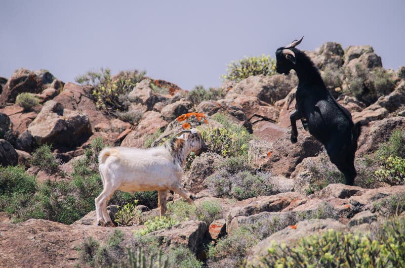 175 Two Goats Fighting Stock Photos - Free & Royalty-Free Stock Photos ...