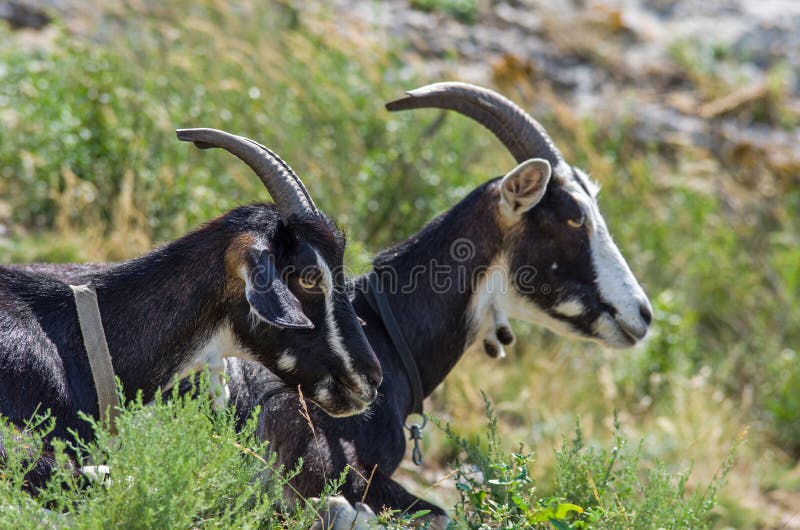 Two Goats. Focus Point on Nearest Stock Image - Image of black, green ...