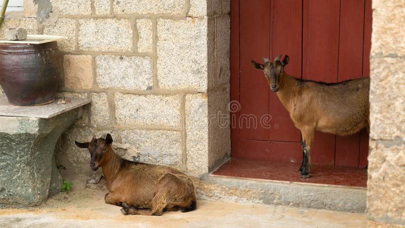 Two Goats Gazing into the Distance Stock Image - Image of sheep, animal ...