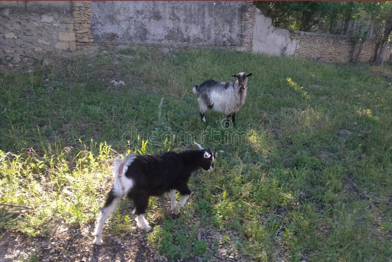 Two Goats Graze on Green Grass. Livestock Concept Stock Photo - Image ...
