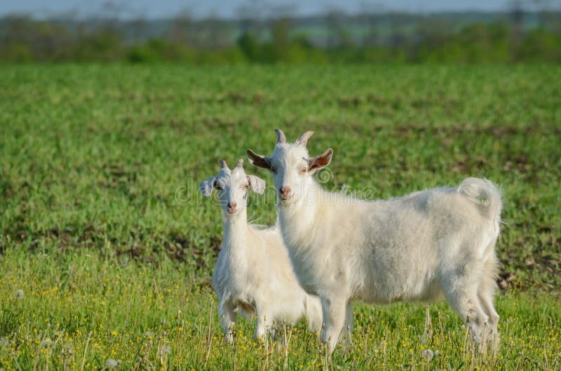 Two Goats Grazing in a Green Meadow Stock Image - Image of green ...