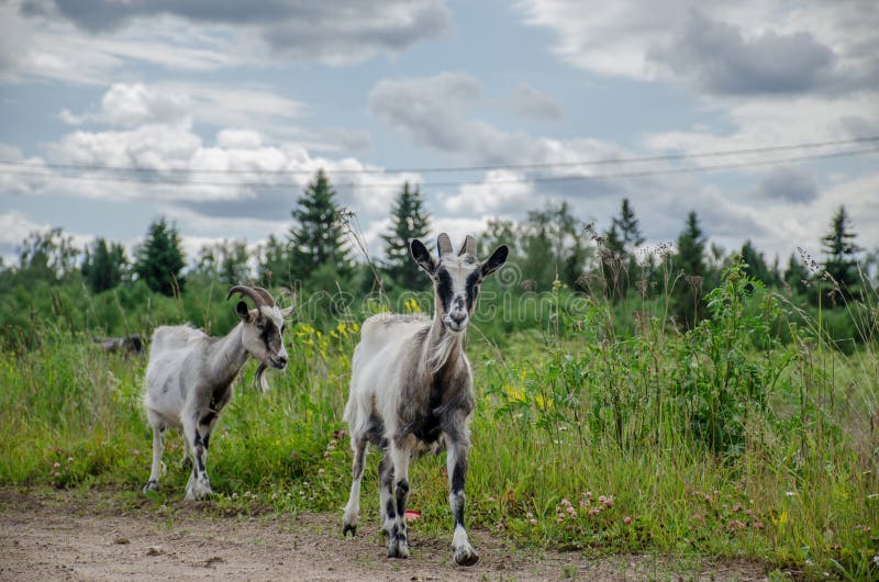 Two goats grazing stock photo. Image of looking, looks - 179289630