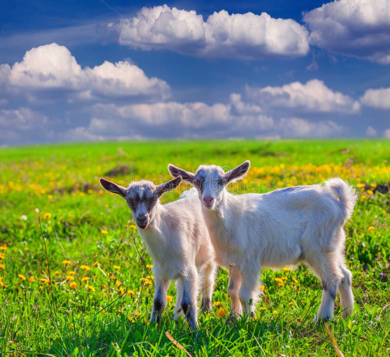 Two goats on a green lawn stock photo. Image of sweet - 32591442